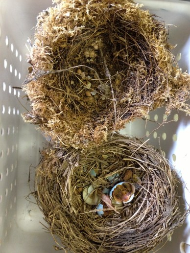 Sue Darnell Ellis, Photographer | Blogging Memories Photography ...