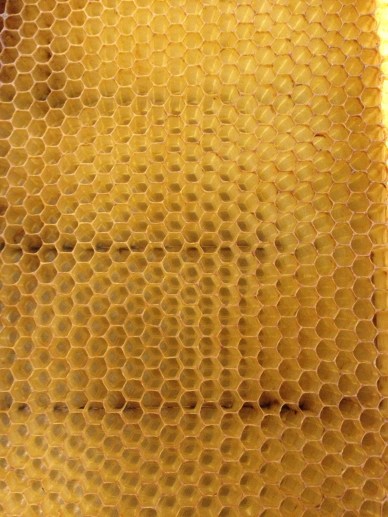 Sue Darnell Ellis, Photographer | Blogging Memories Photography ...