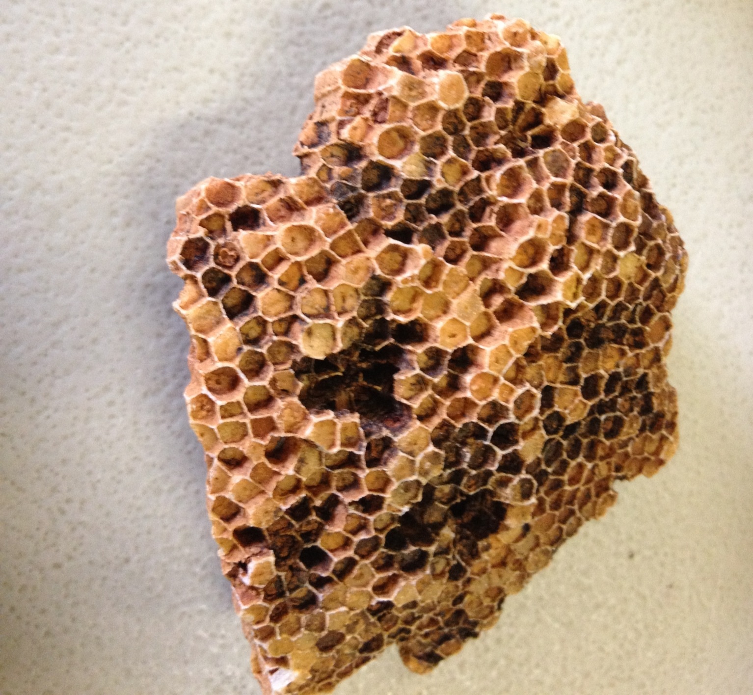 Sue Darnell Ellis, Photographer | Blogging Memories Photography ...